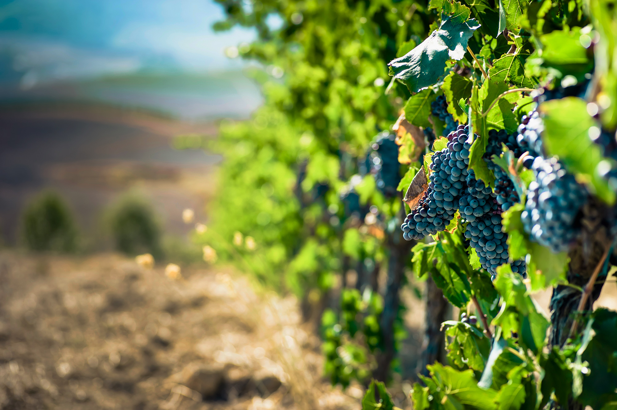 Excellence | Wine | Excellente Weine aus aller Welt